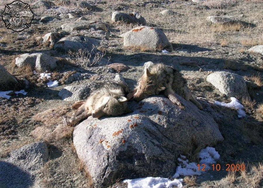 VG Velatta Group - Hunting - Tajikistan 2009